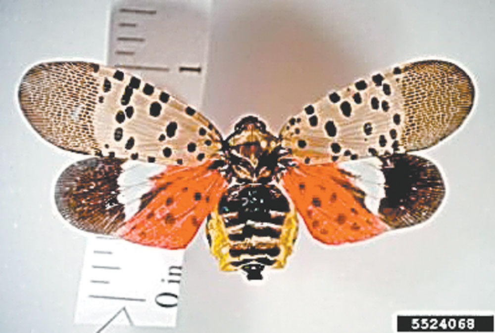 Invasive fly puts hops and crops at risk | News, Sports, Jobs ...